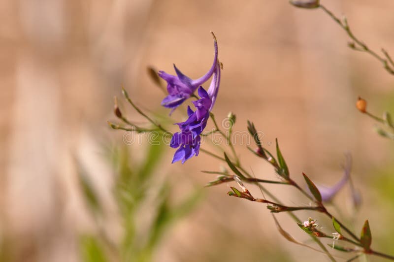 Violet field flower stock image. Image of design, bloom - 96284857