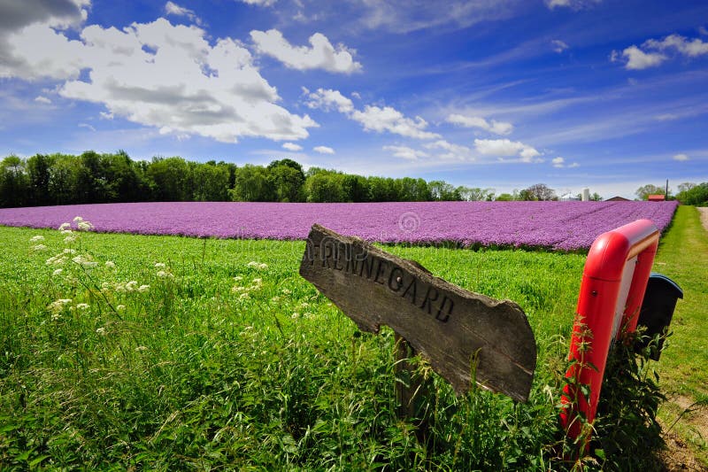 Violet Field of Flowers on Bornholm Stock Photo - Image of scenic ...