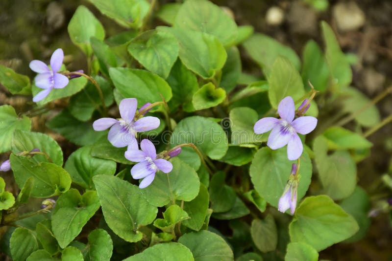 Violet, Field Flowers with Greenery in the Background Stock Photo ...