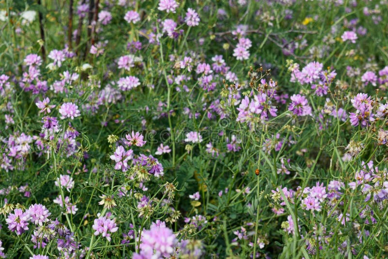 Violet Field Flowers with Ladybug Stock Image - Image of countryside ...