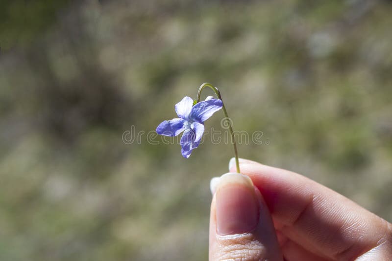 Violet in fingers of woman stock image. Image of blossom - 180170453