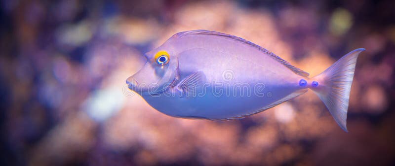 Violet fish stock photo. Image of food, marine, fishmarket - 9595046