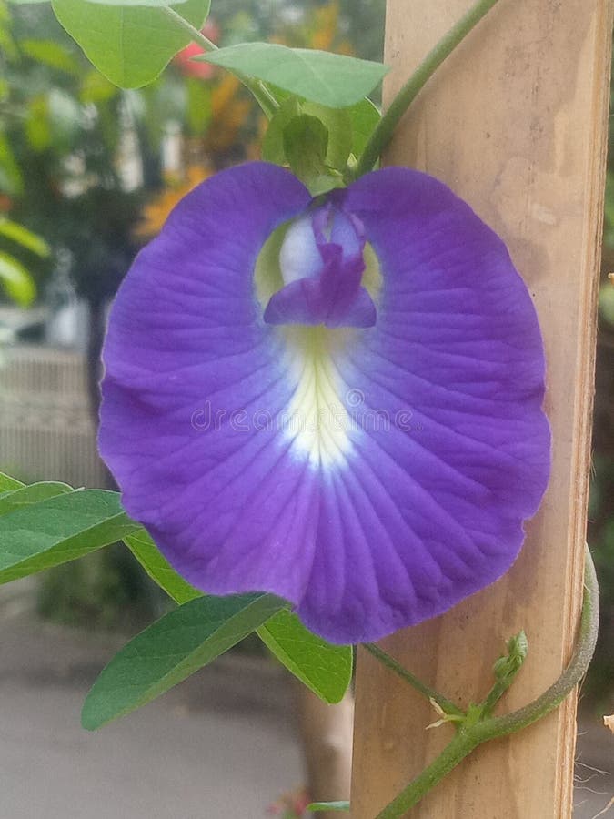 The Violet Flo stock image. Image of plant, pink, blue - 271494579