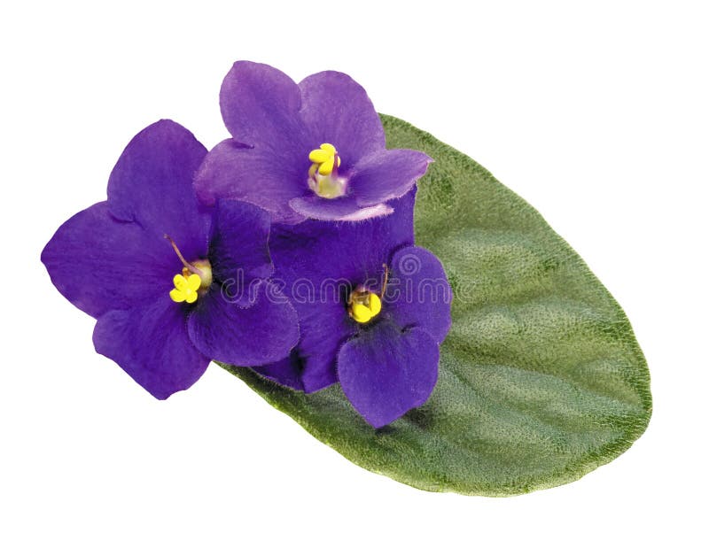 Cut Out African Violet, Bed of Flowers Stock Image - Image of green ...