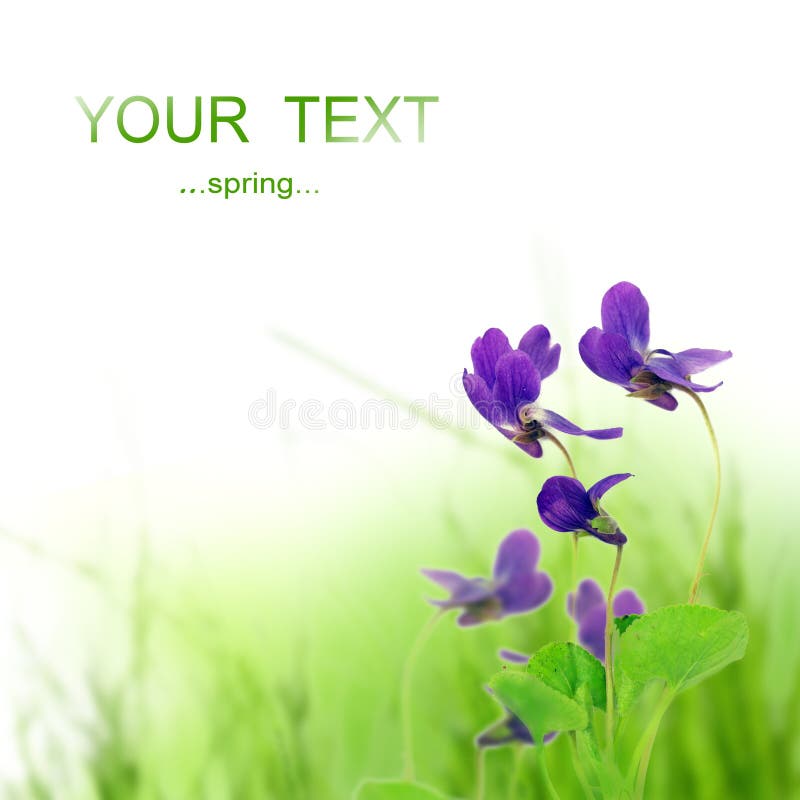 Violet flower stock image. Image of beauty, botanical - 17838665