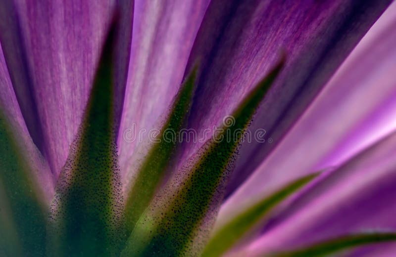 Violet flower stock image. Image of natural, plant, beauty - 2616895
