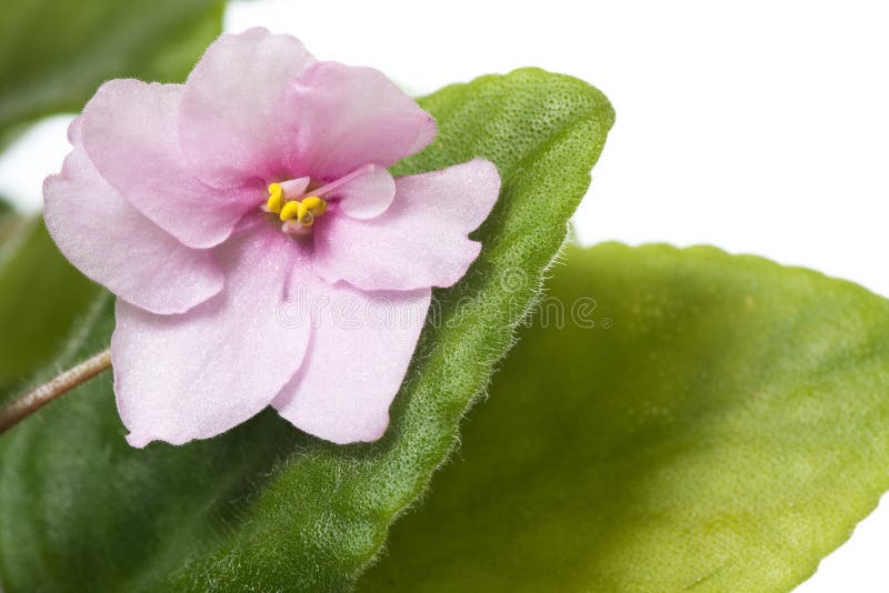 Violet Flower in Mist Coorg Garden Stock Photo - Image of beauty ...