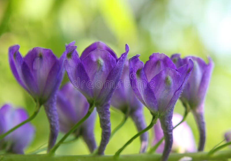 Magic violet flower stock image. Image of outdoor, bouquet - 1265643