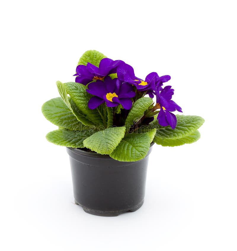 Violet flower stock photo. Image of floral, green, plant - 8390564