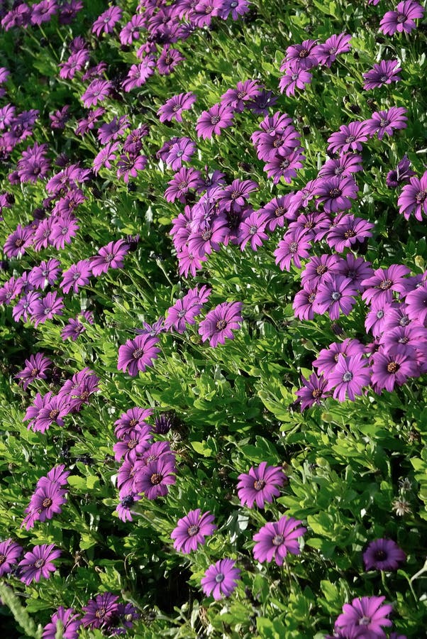 Violet Flower Background Picture. Image: 5235751