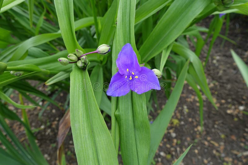 Violet Flower and Buds of Virginia Spiderwort Stock Photo - Image of ...