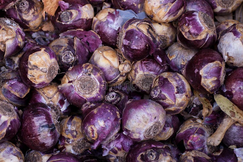 Violet flower bulbs stock photo. Image of group, pattern - 34653628