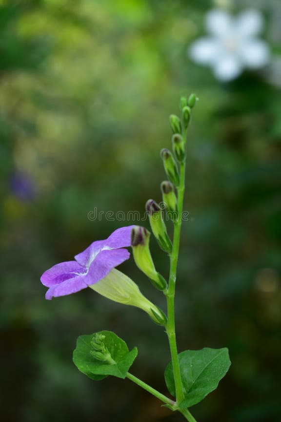 Violet Flower with Bur Background Stock Photo - Image of botanical ...