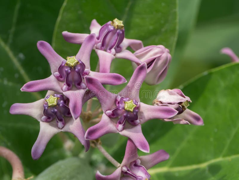 Violet Flower of Calotropis Gigantea Tree Stock Image - Image of ...