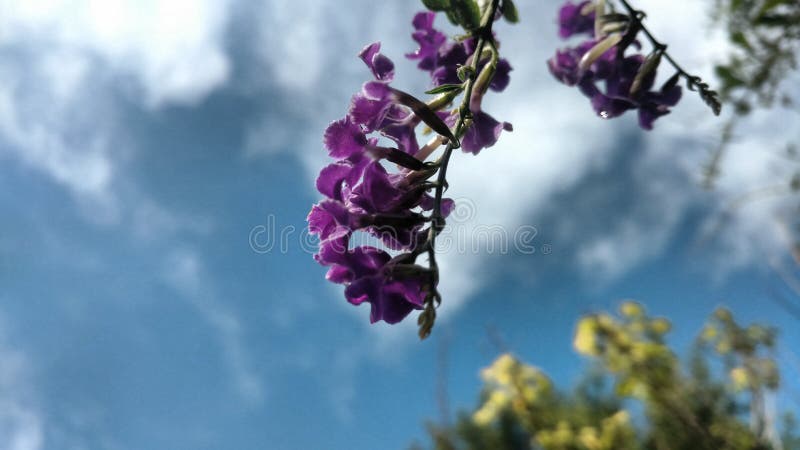 Violet flower stock photo. Image of violeta, flower - 106025084