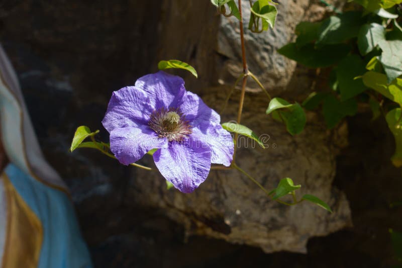 1 Violet Flower of Clematis in July Stock Photo - Image of vibrant ...