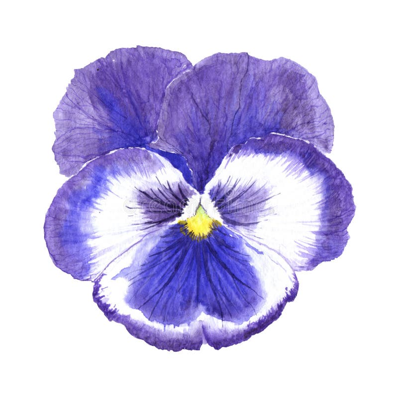 Violet flower close up. stock image. Image of closeup - 111194115