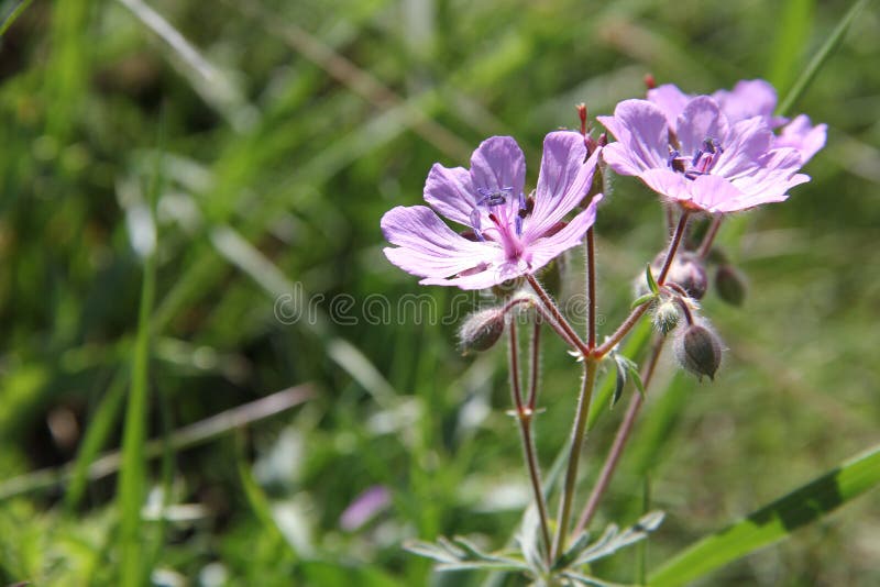 Violet Flower in Mist Coorg Garden Stock Photo - Image of beauty ...