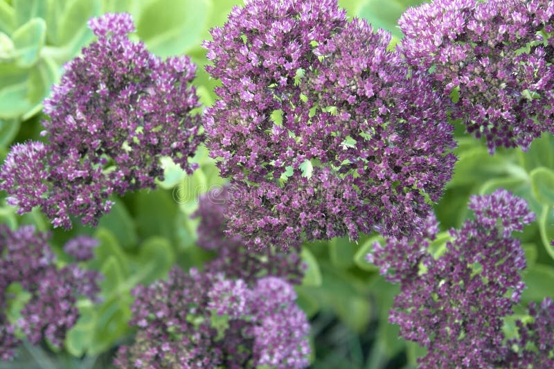 Violet flower clusters stock photo. Image of close, crop - 23231366