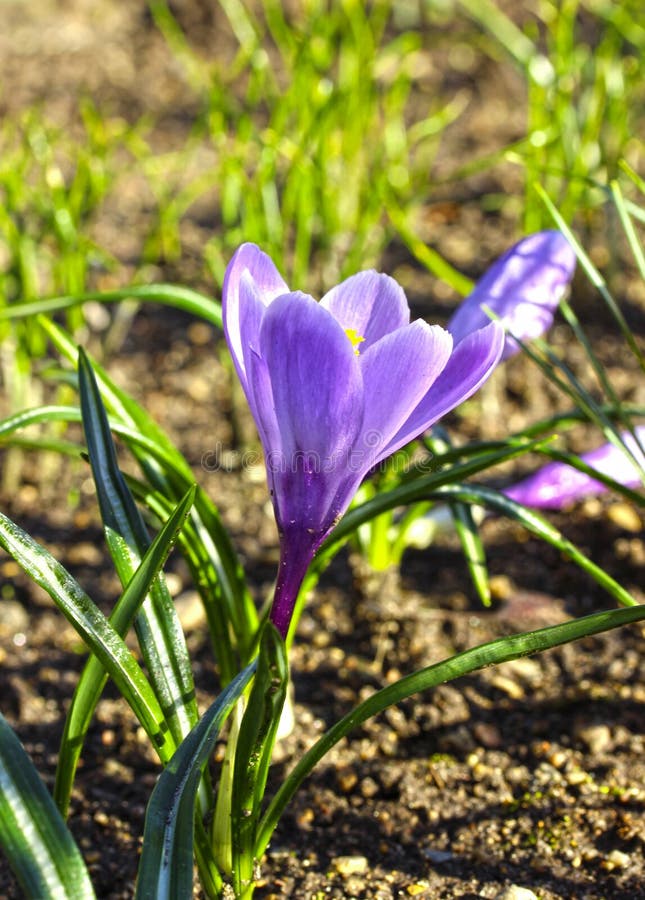 Violet Flower of Crocus in the Garden Stock Photo - Image of flowering ...