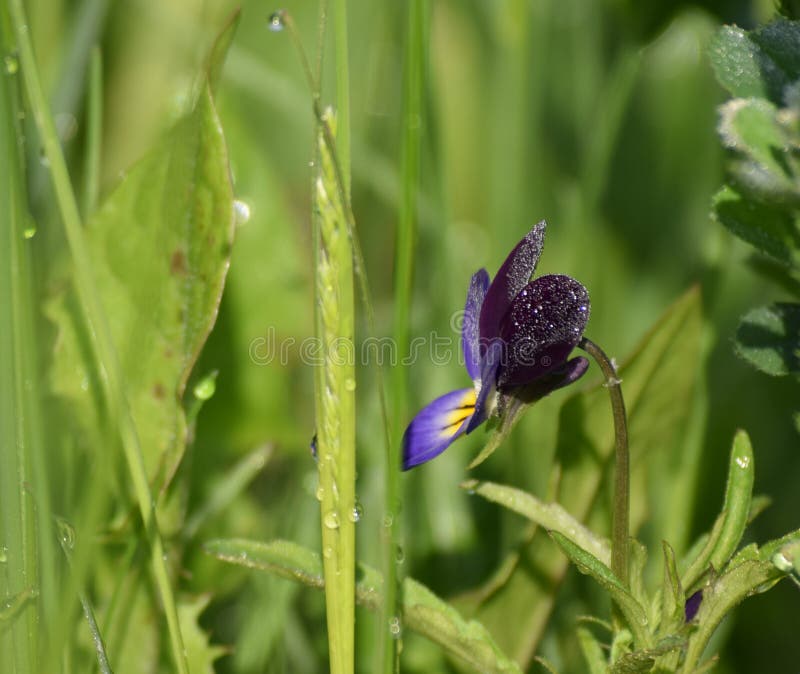 Violet Flower and Dew Drops in the Garden Stock Photo - Image of ...