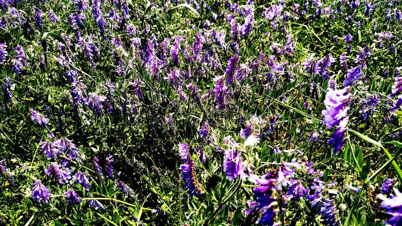 Violet flower on a field stock photo. Image of sunny - 188403722
