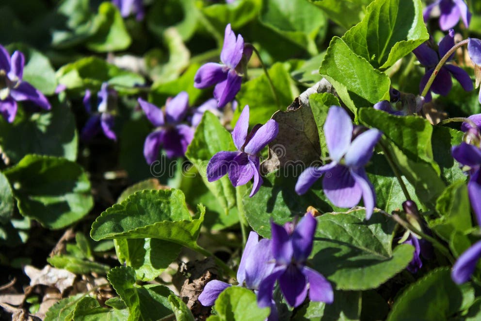 Violet Flower Field Blooming in Spring. the First Spring Flower is ...