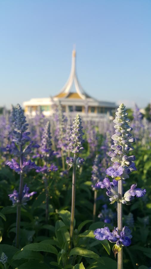 Violet flower stock photo. Image of background, violet - 69234604