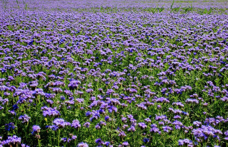 Violet Flower Field stock photo. Image of agriculture - 46923728