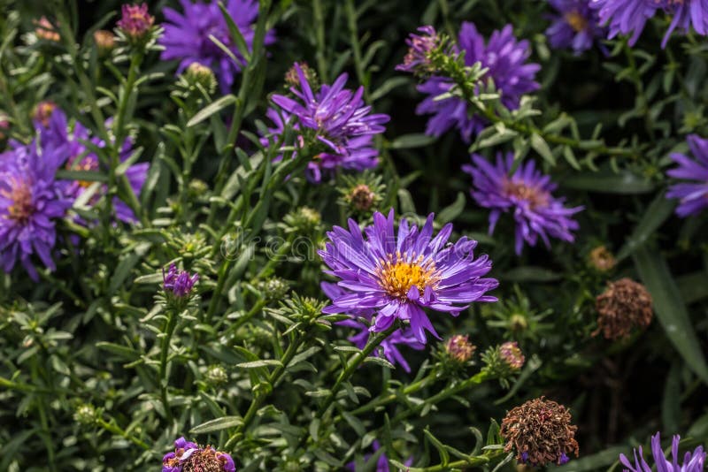Violet flower on the field stock photo. Image of growth - 103989770