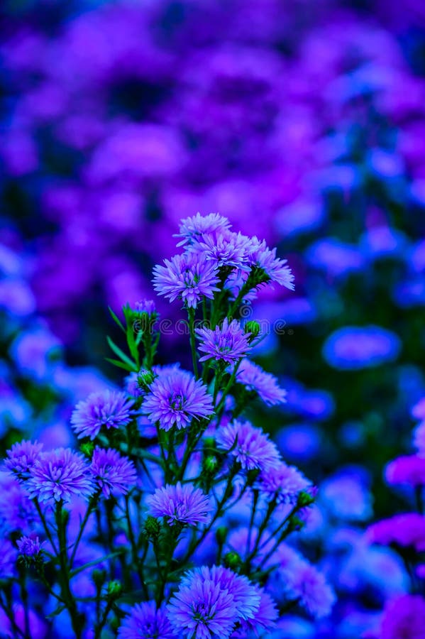 Violet Flower in the Garden Stock Photo - Image of fresh, leaves: 199305572