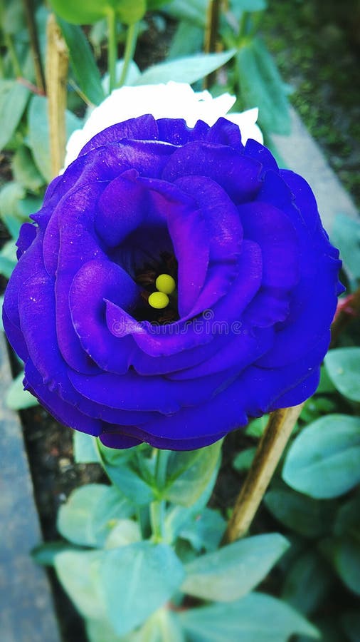 Violet stock photo. Image of love, rose, garden, flower - 91530260