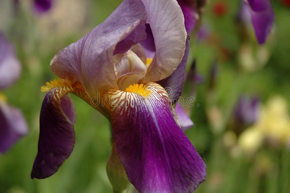 Violet Flower of German Iris in Spring Stock Photo - Image of ground ...