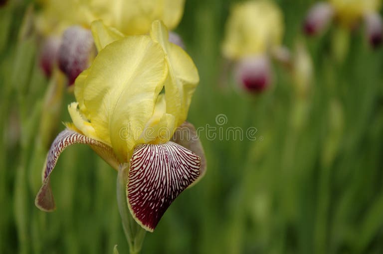 Violet Flower of German Iris in Spring Stock Photo - Image of anther ...