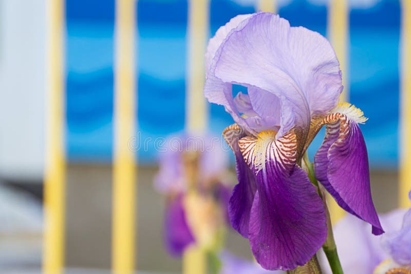 Violet Flower of German Iris in Spring, Iris Germanica Stock Photo ...