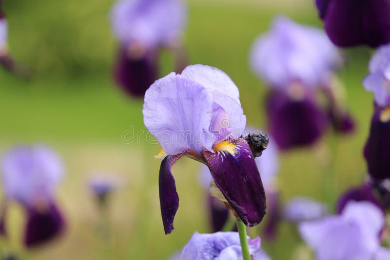 Violet Flower in Mist Coorg Garden Stock Photo - Image of beauty ...