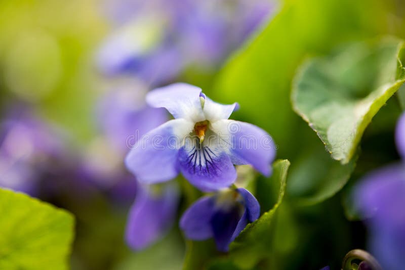 Violet flower growing stock image. Image of closeup, inflorescence ...