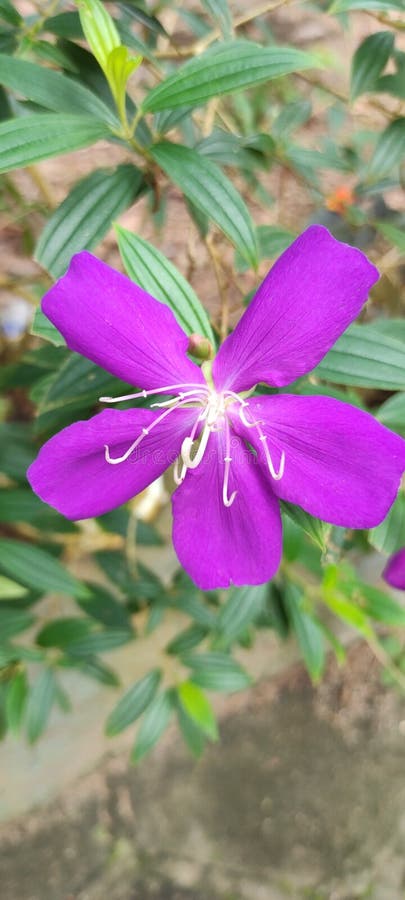 Violet Flower Hd Image Nature Snap Stock Photo - Image of plant, petal ...