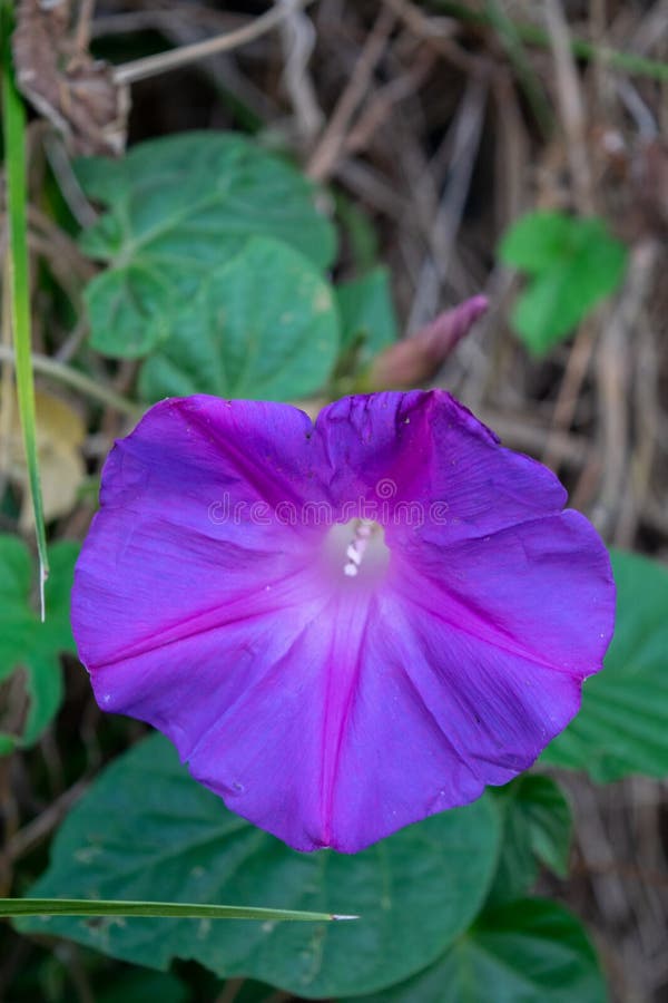 Violet Flower of an Ipomoea Stock Photo - Image of flower, petals ...