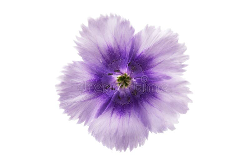 Violet Flower in Isolation on White Background Stock Photo - Image of ...