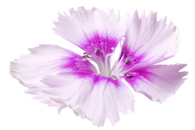Violet Flower in Isolation on White Background Stock Photo - Image of ...