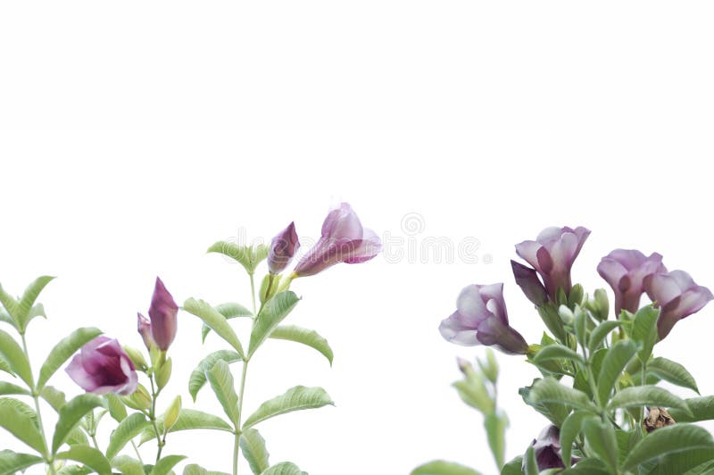 Violet Flower with Leaf Frame Stock Image - Image of violet, frame ...