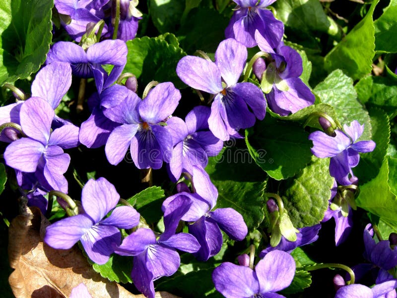 Violet flower in nature stock photo. Image of flower - 13763168