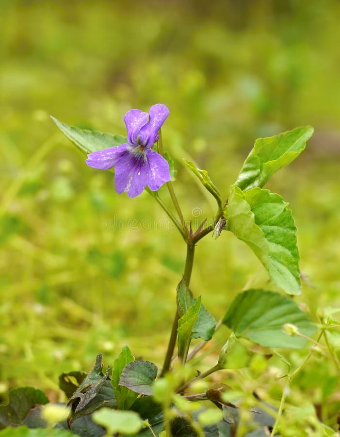Violet flower in nature stock image. Image of green, nature - 70376485