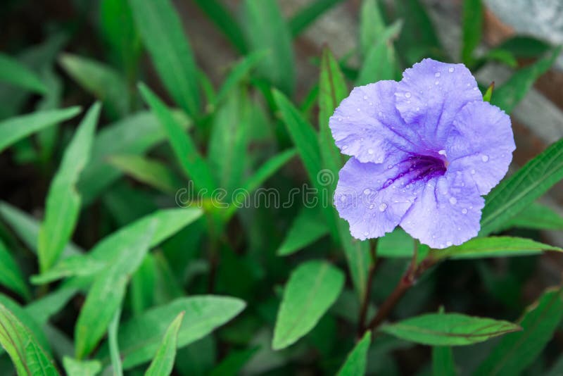 Violet flower stock image. Image of field, violet, garden - 96569223