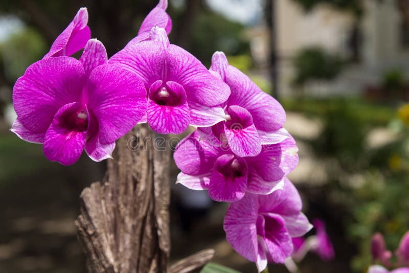 Violet flower stock photo. Image of pink, flora, tree - 32223086