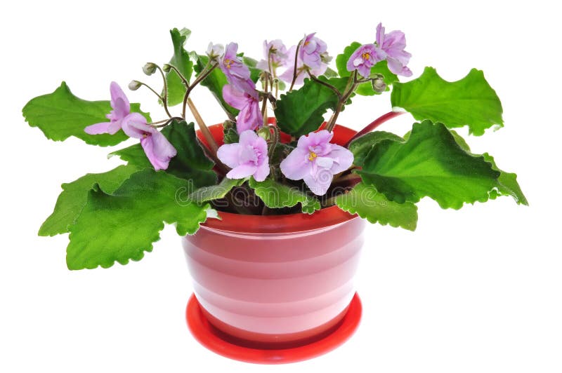 Violet flower in pot stock image. Image of abstract, color - 6414111