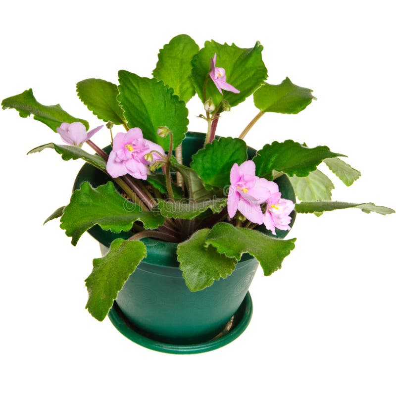 Violet flower in pot stock image. Image of garden, botany - 6471715
