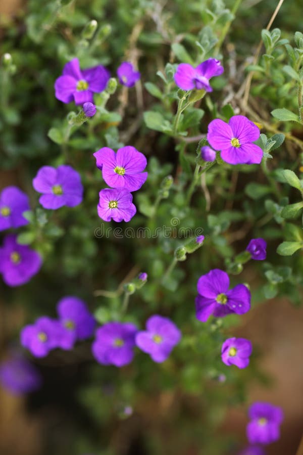Violet flower stock photo. Image of closeup, greenery - 30713088