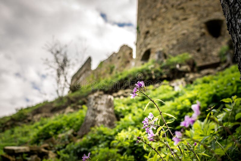 Flower and Ruin stock image. Image of contrast, construction - 7433199
